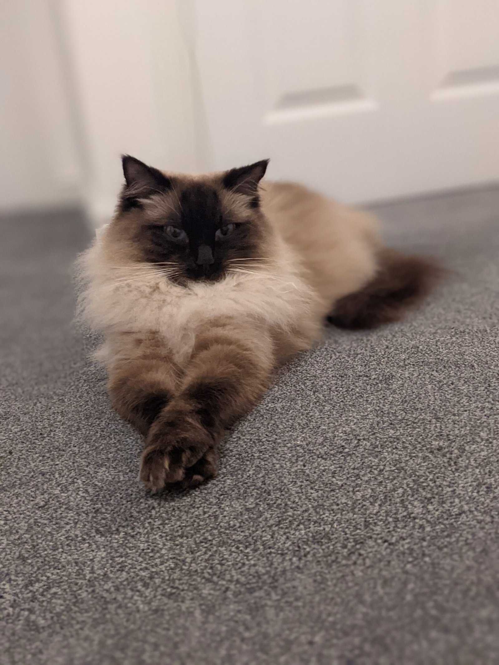Seal Point Ragdoll Cat Guide - Ragdoll Cat Advice