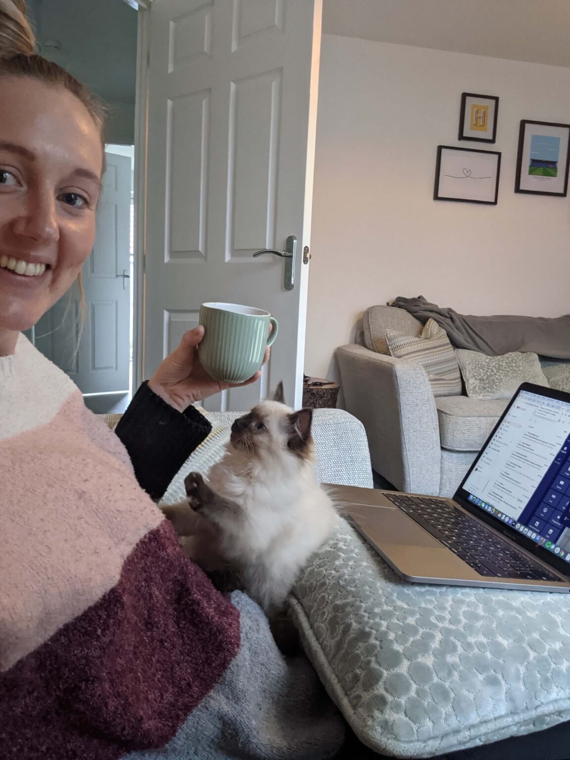 The Ultimate Guide to Chocolate Ragdolls