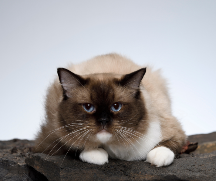 Seal Point Ragdoll Cat Guide - Ragdoll Cat Advice