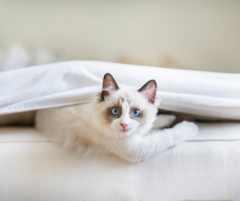 The Ultimate Guide to Chocolate Ragdolls