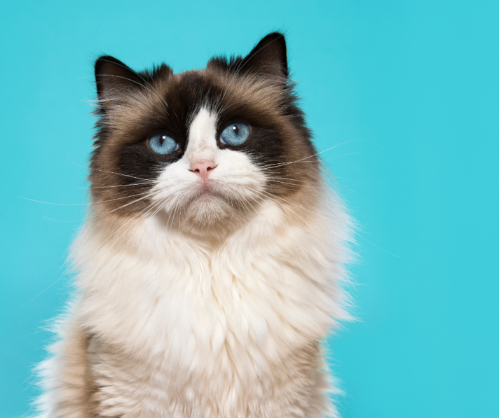 Seal Point Ragdoll Cat Guide - Ragdoll Cat Advice
