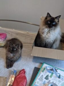 The Ultimate Guide to Chocolate Ragdolls