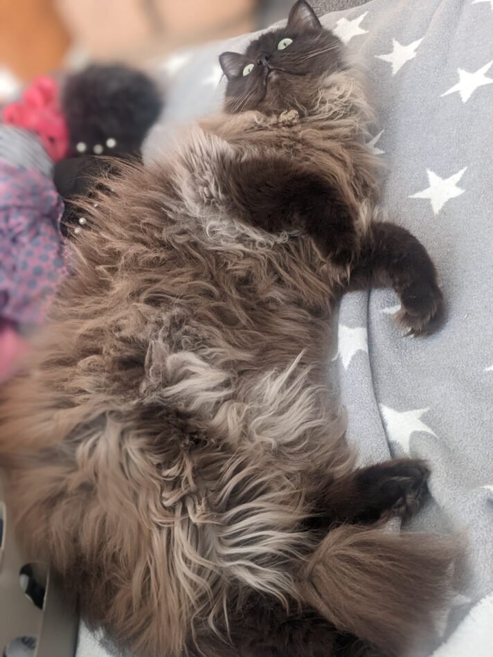 Seal Sepia Ragdoll – Facts & Photos › Ragdoll Cat Advice