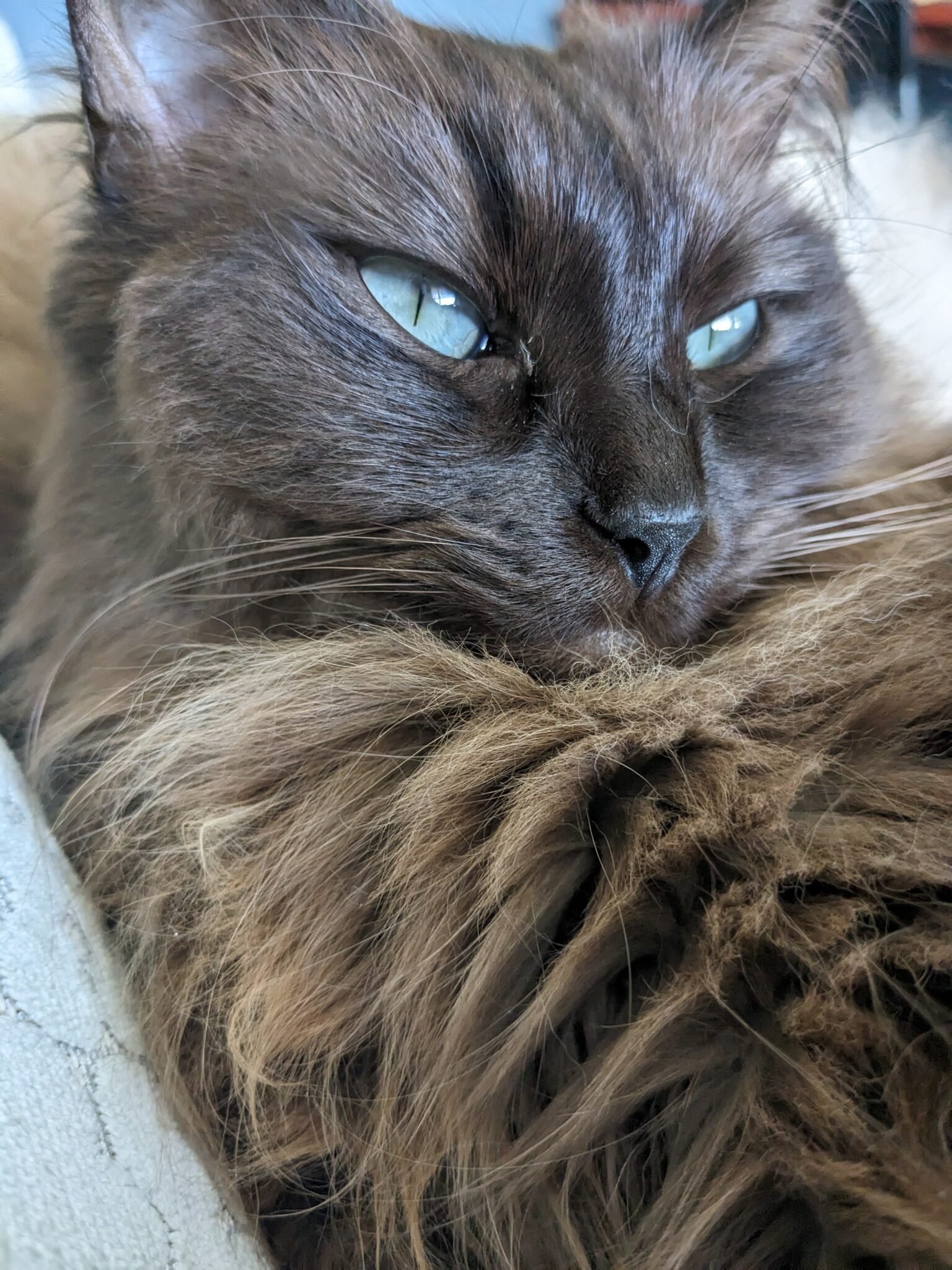 Sepia Ragdoll Cats – The Complete Guide › Ragdoll Cat Advice